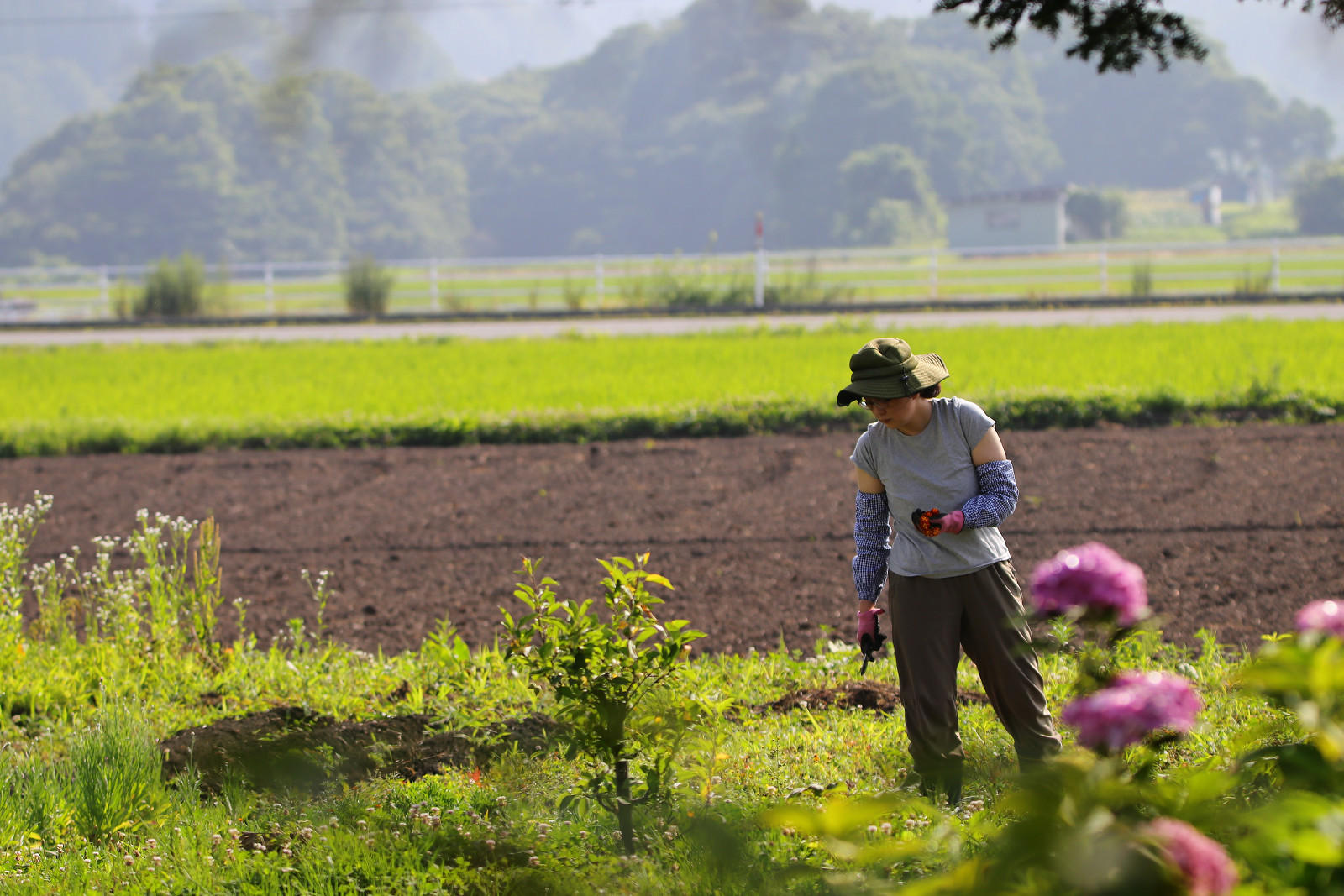 dried flower maker | etsuko field