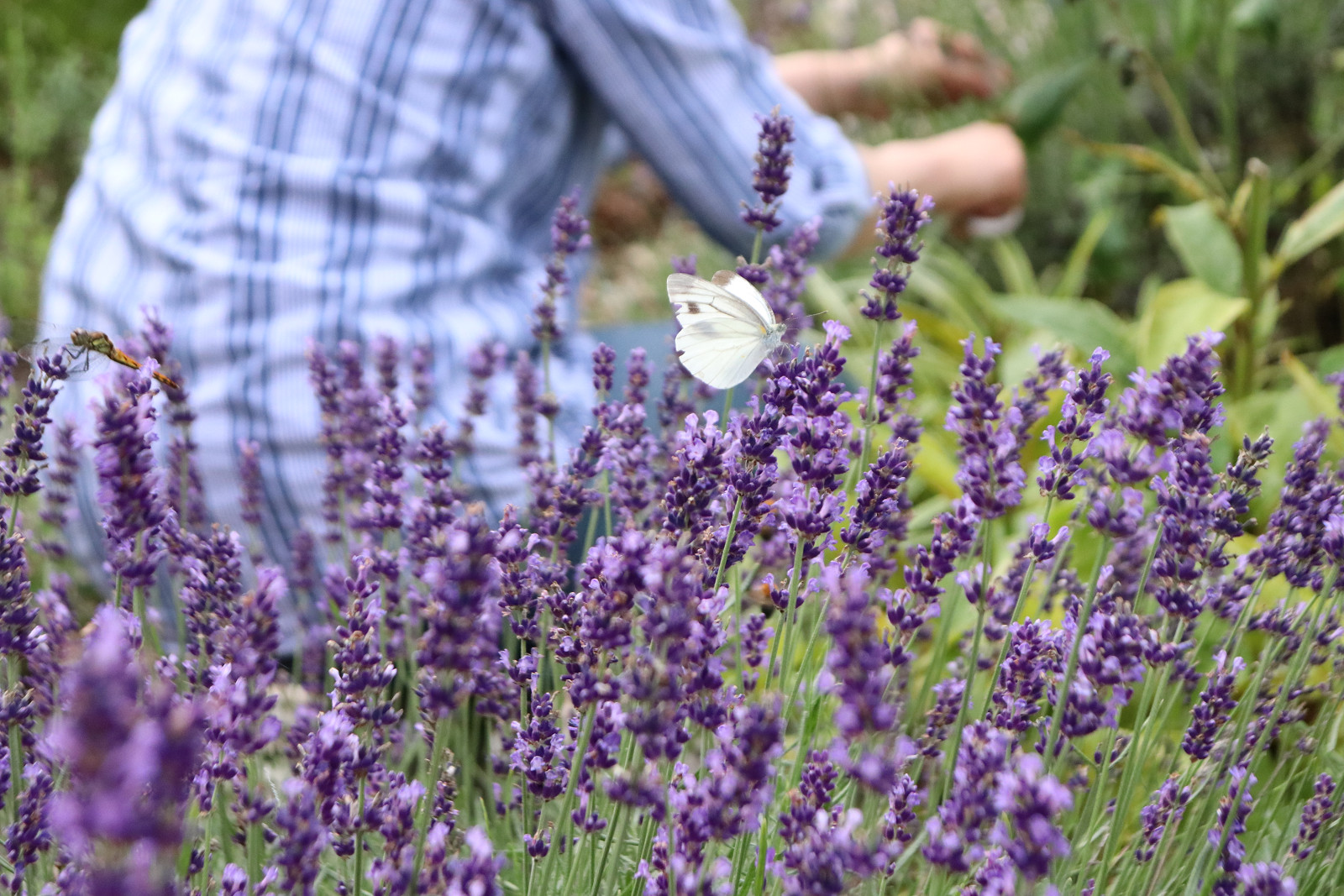 dried flower maker | etsuko field